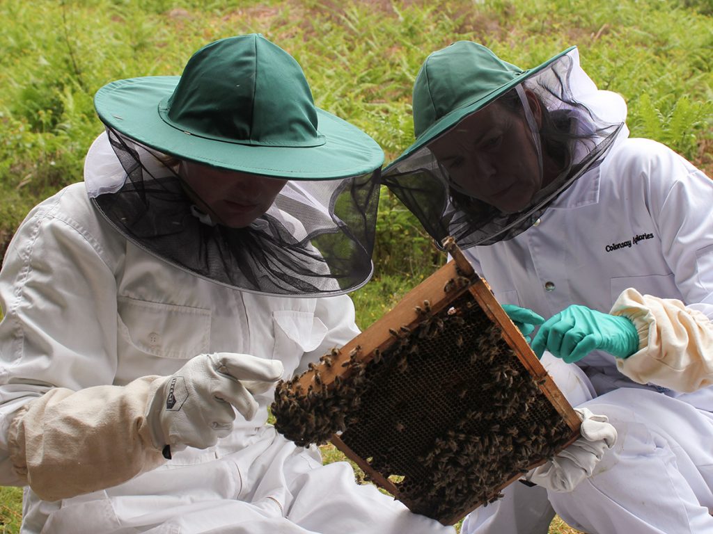 Bee Courses – Colonsay Black Bees