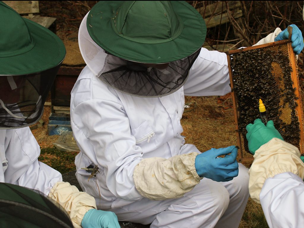 Bee Courses – Colonsay Black Bees